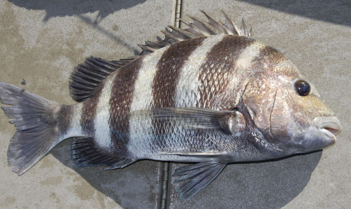 When All Else Failed Sheepshead Fishing Saved The Day