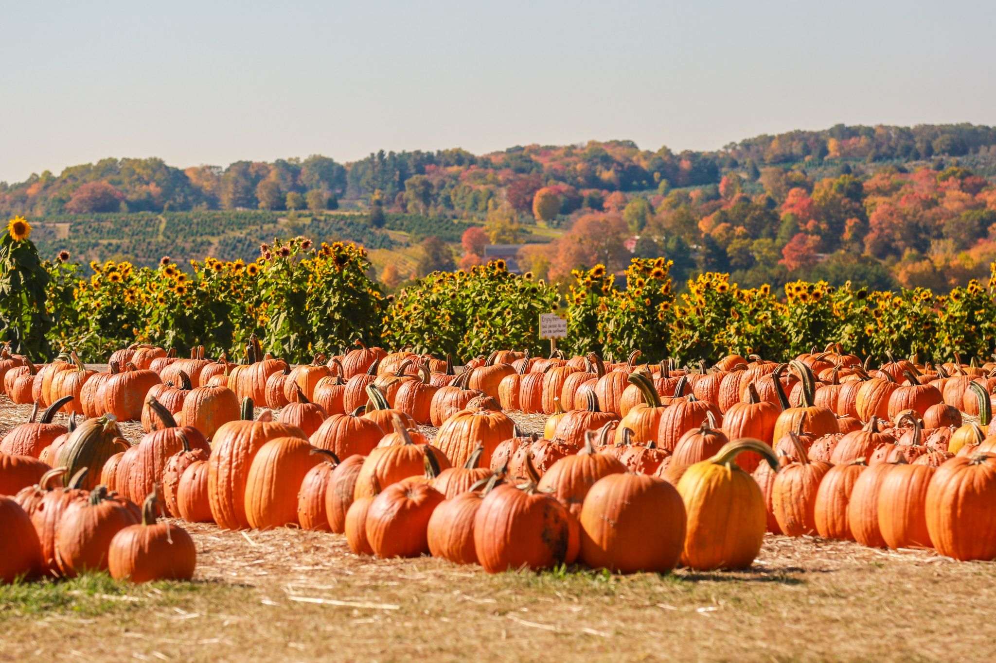 Pumpkin picking in CT: A guide to farm pumpkin patches