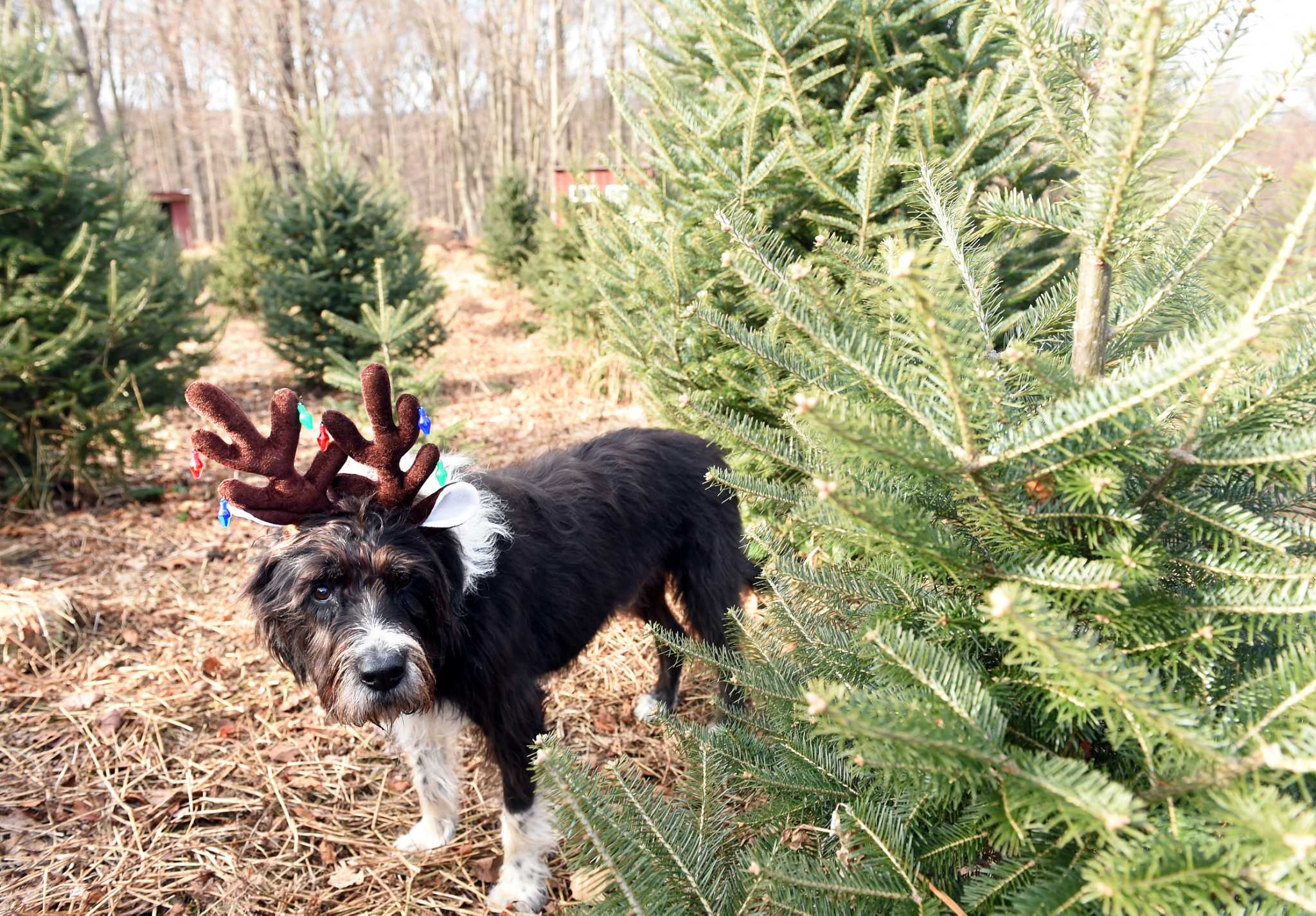 Connecticut Christmas tree farms where you can cut your own tree