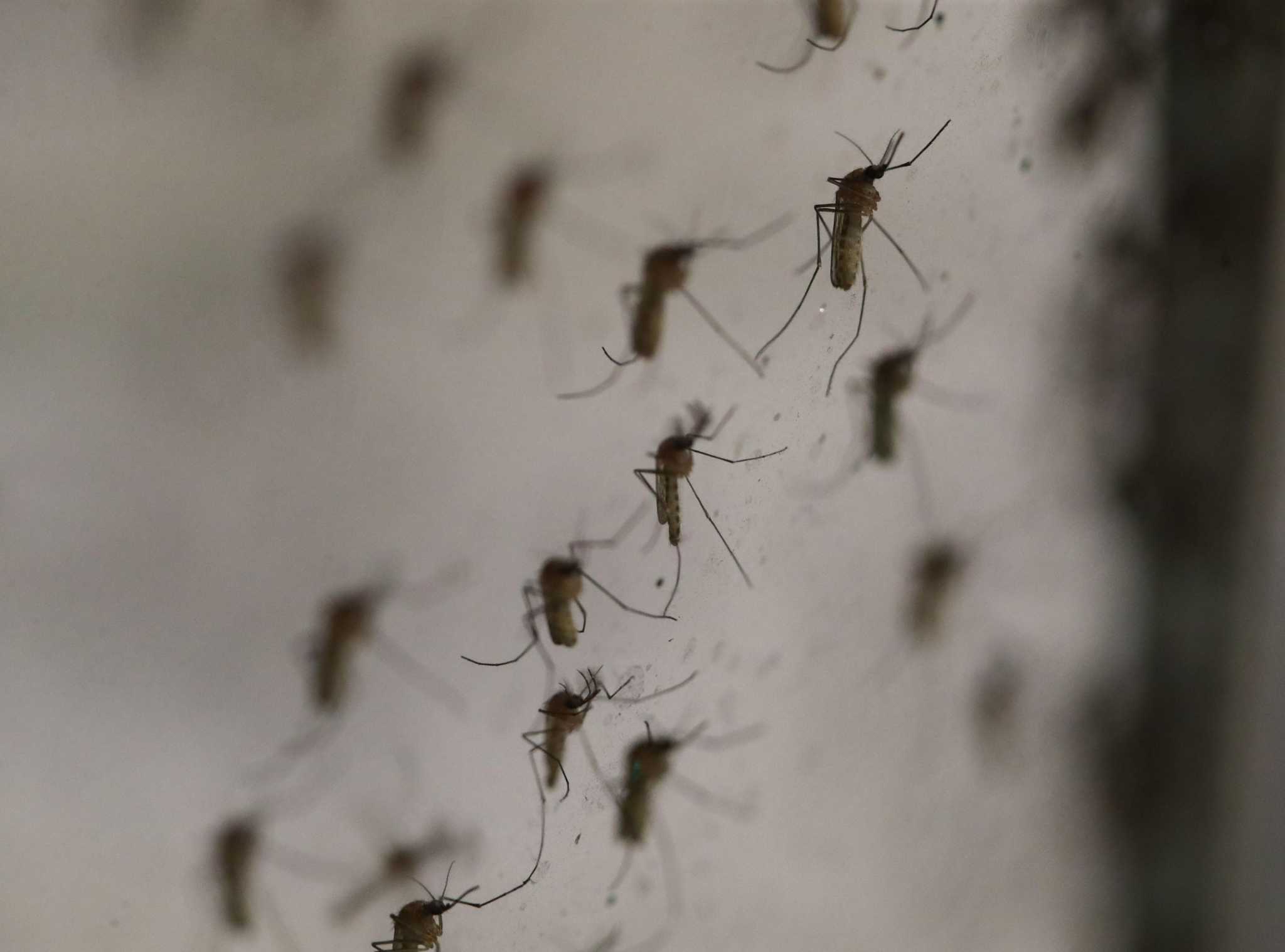 Mosquito season in Houston: How to protect yourself from bites and disease
