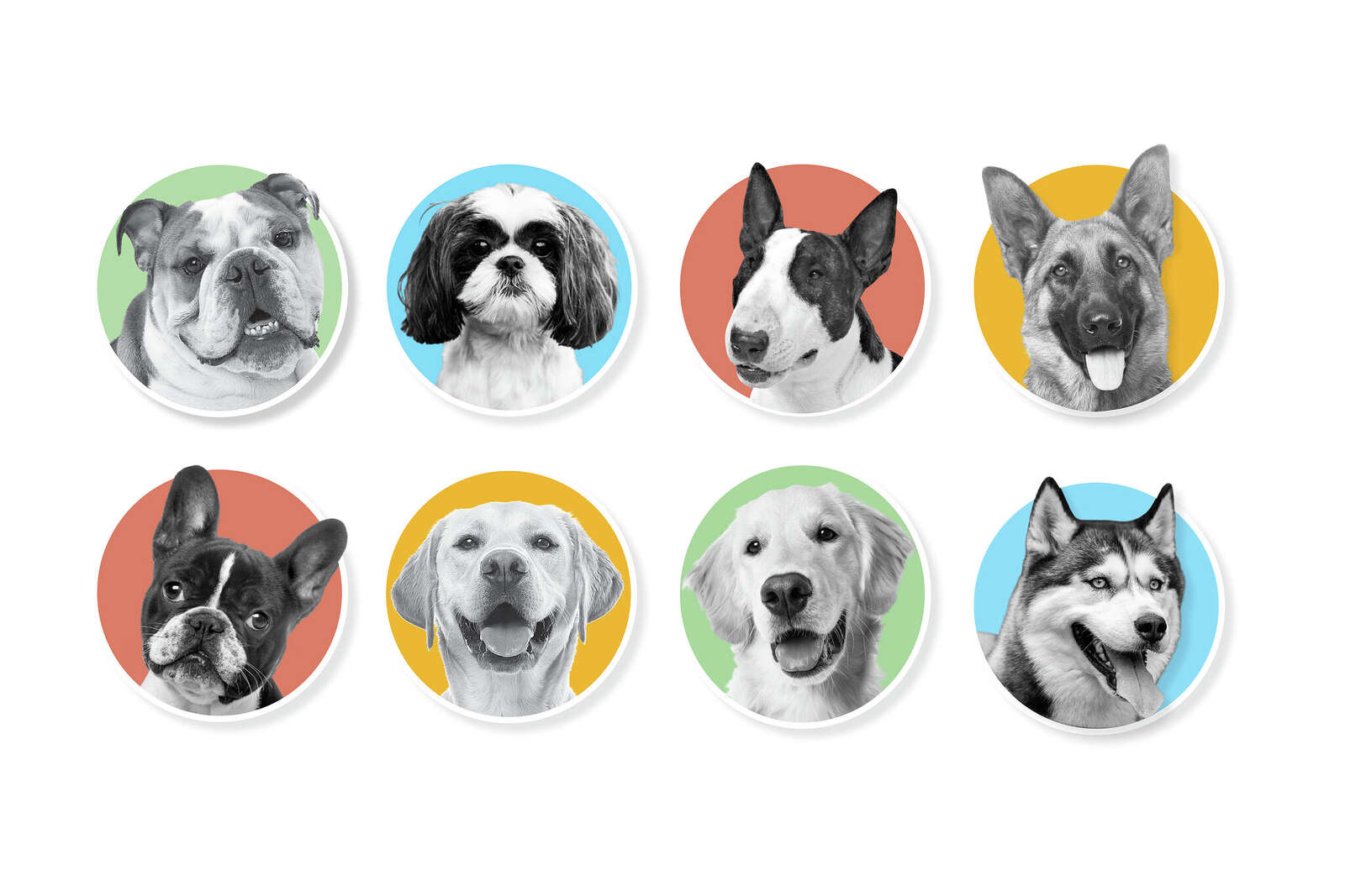 Energetic Eight: What should the official state dog of Connecticut be ...