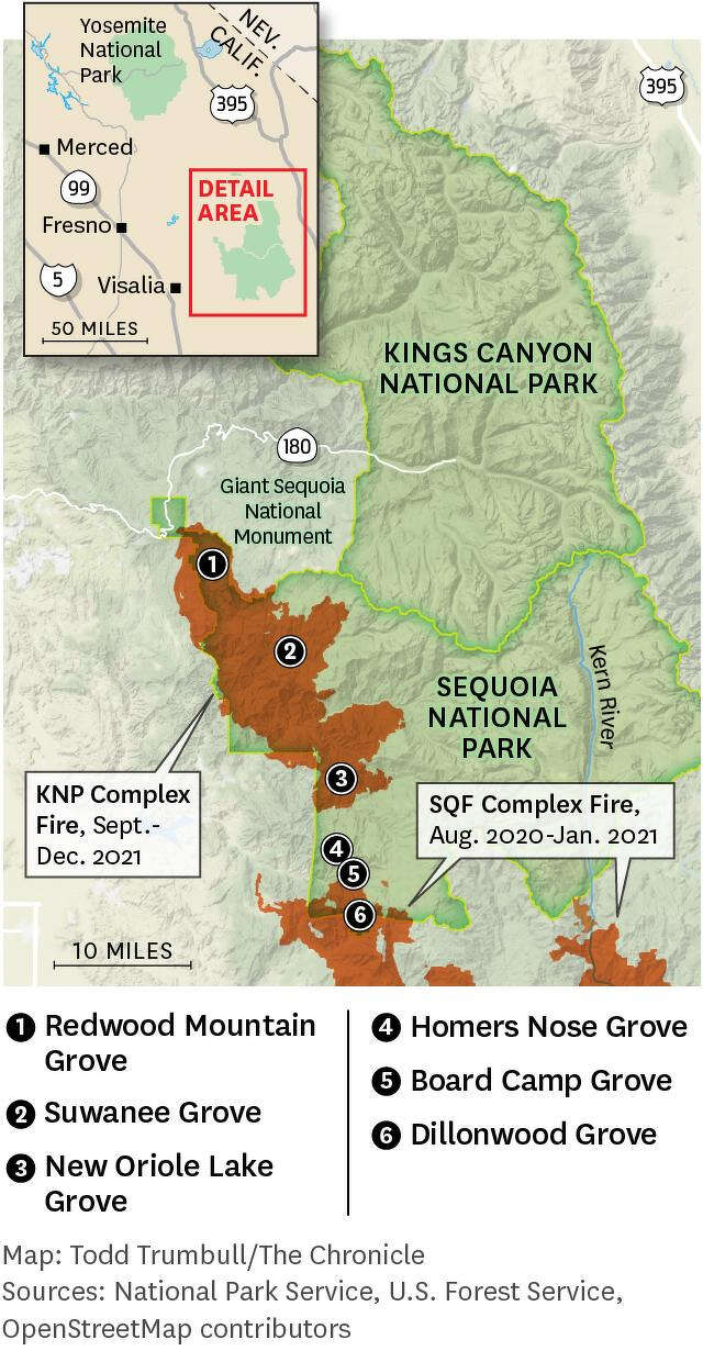 Should California’s iconic sequoia groves be saved from fire?