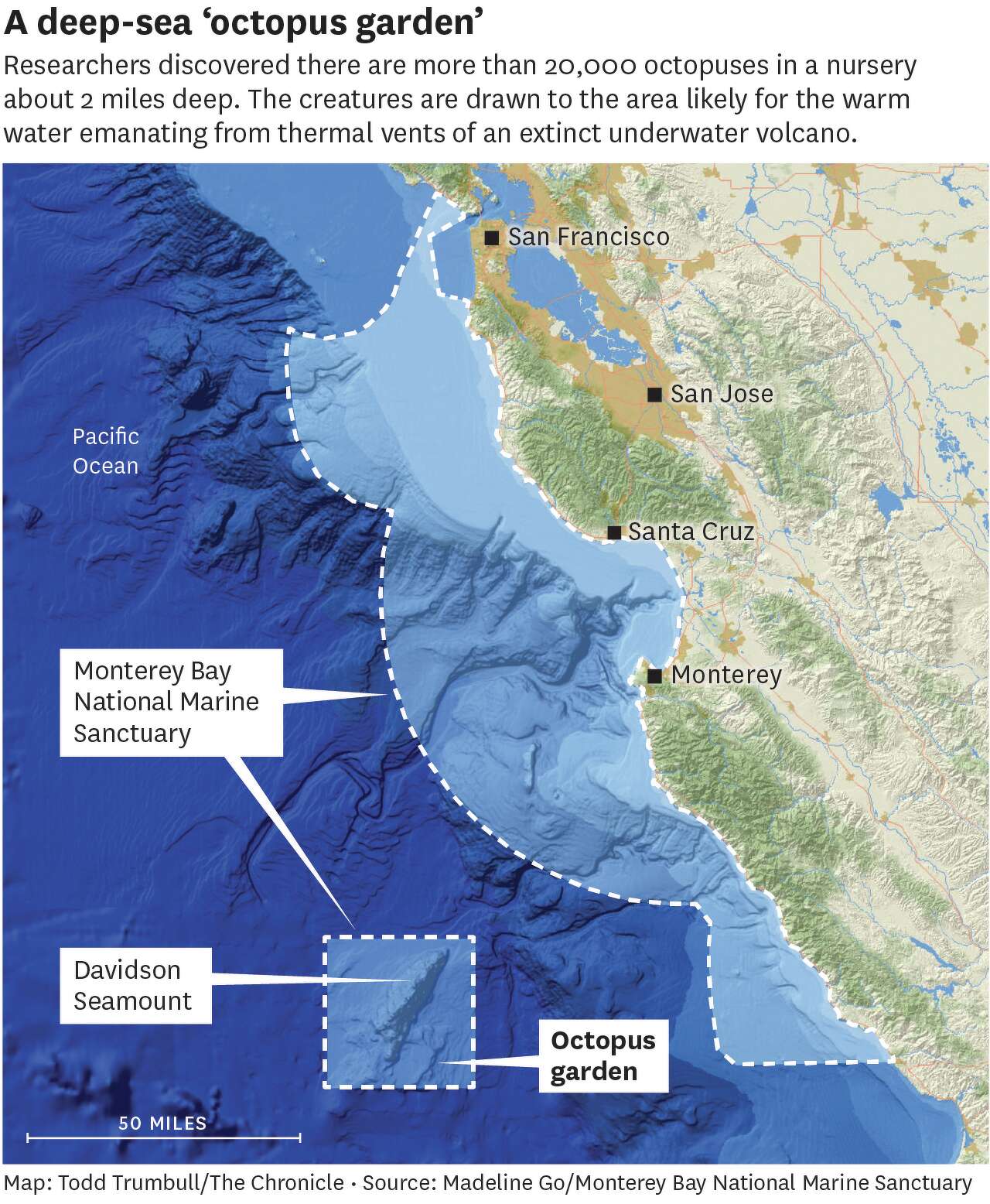 California coast housing 20,000 of world’s largest octopuses