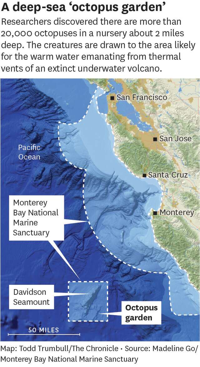California coast housing 20,000 of world’s largest octopuses