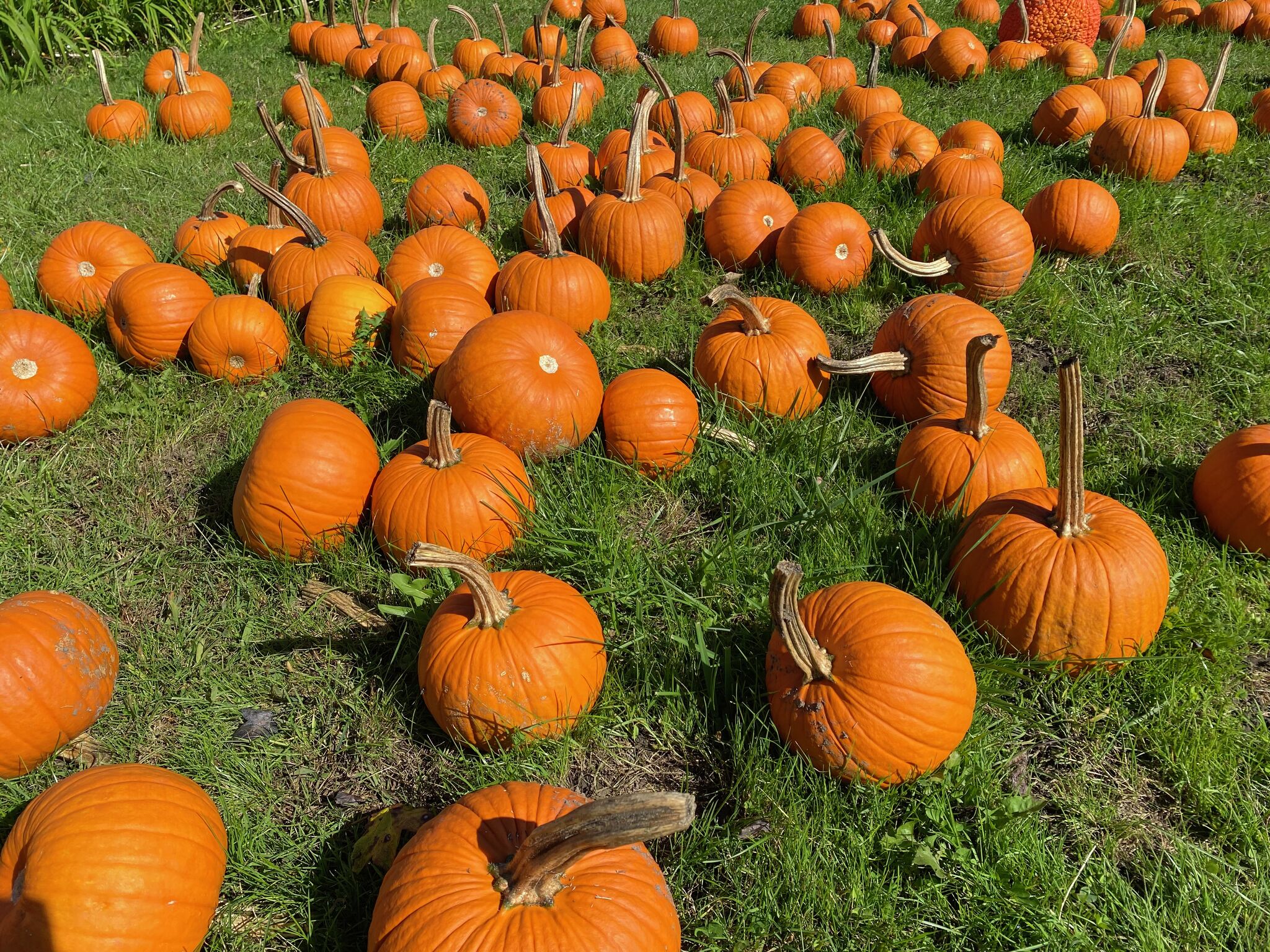 A guide to Connecticut's farm pumpkin patches in 2024