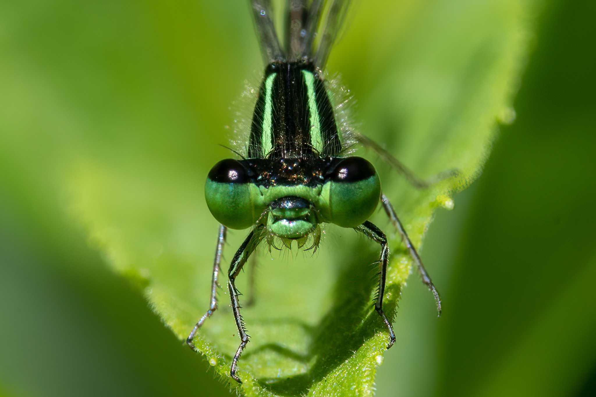 Up close and personal with tiny things in the Capital Region