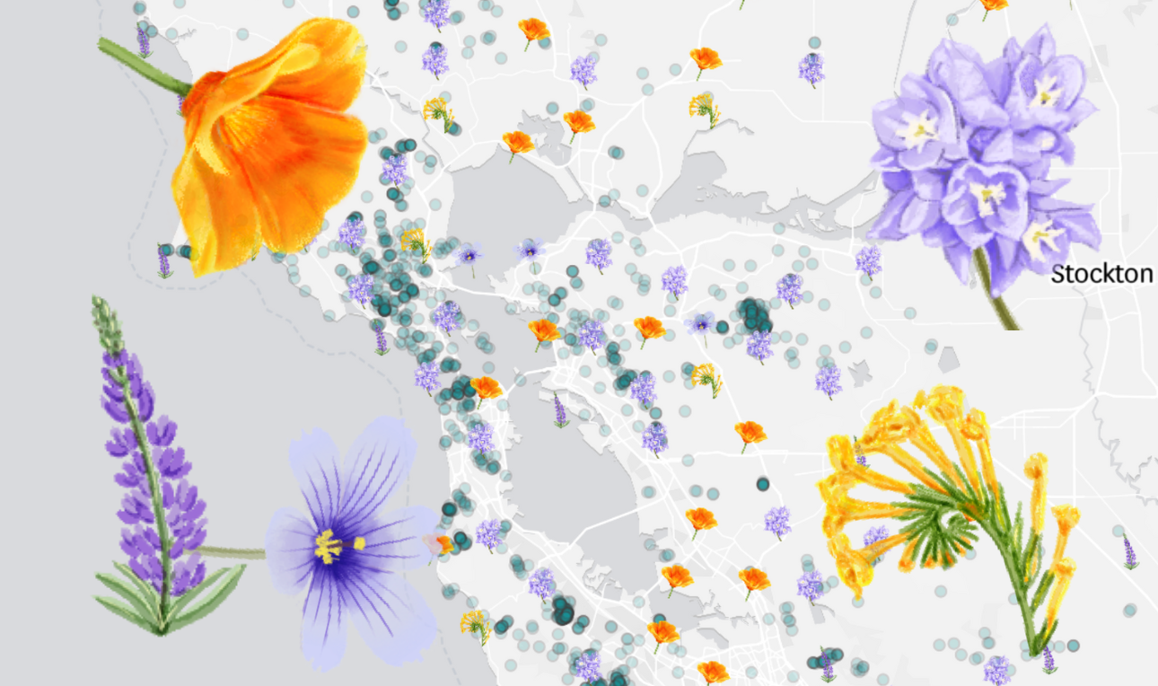 California wildflowers: Map shows locations of bloom sightings