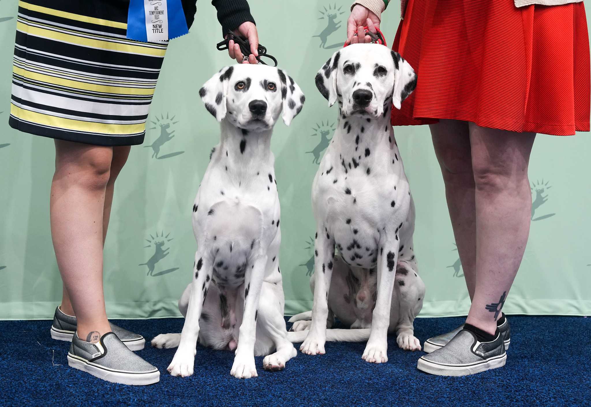 Houston World Series of Dog Shows: See the best photos