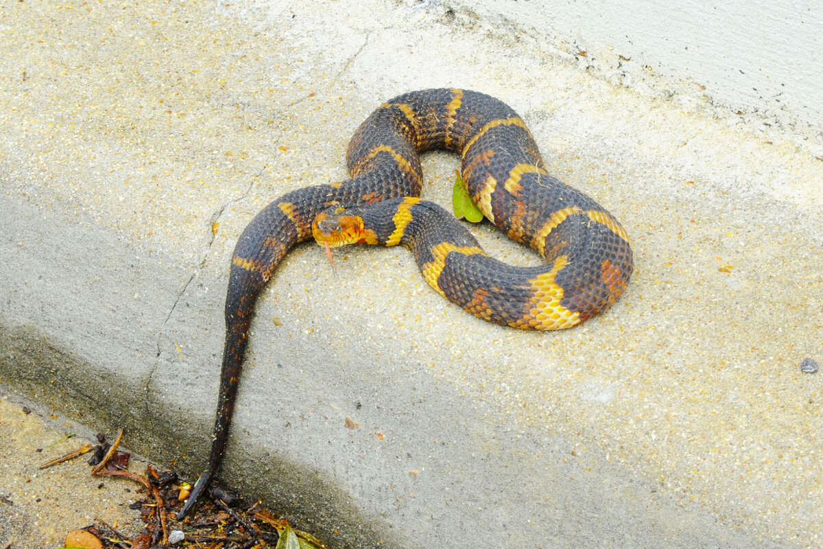 black yellow pattern snake