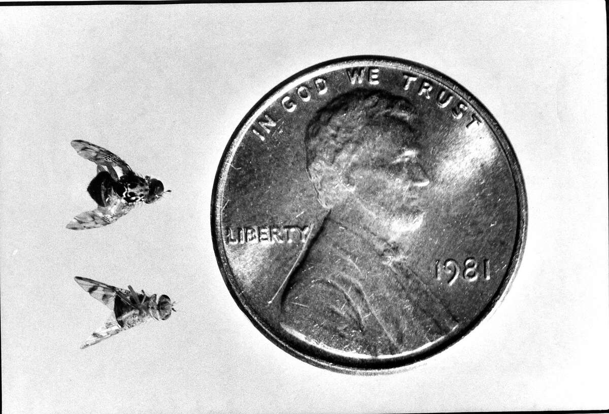 In the 1980s, California’s first war with the medfly