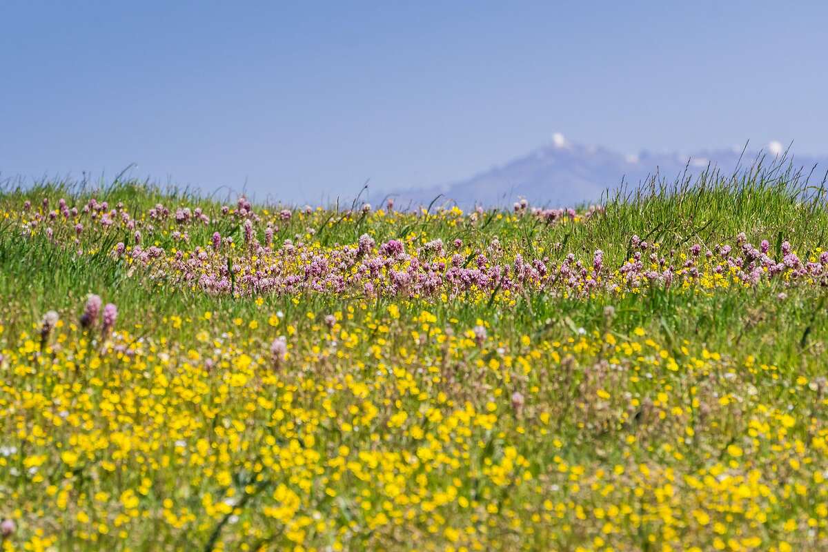 The 7 best places to find wildflowers in California this spring