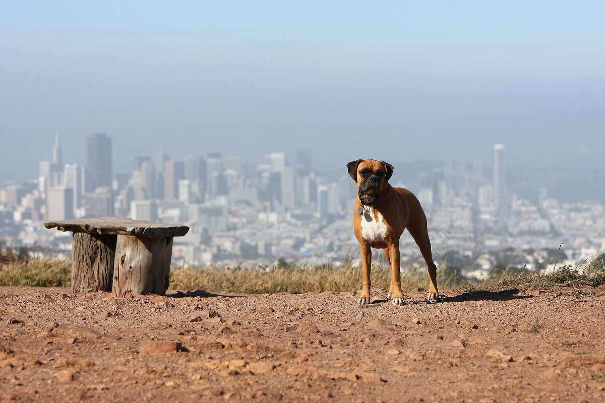 Bay Area's best views: Where to find the most stunning outlooks in San ...