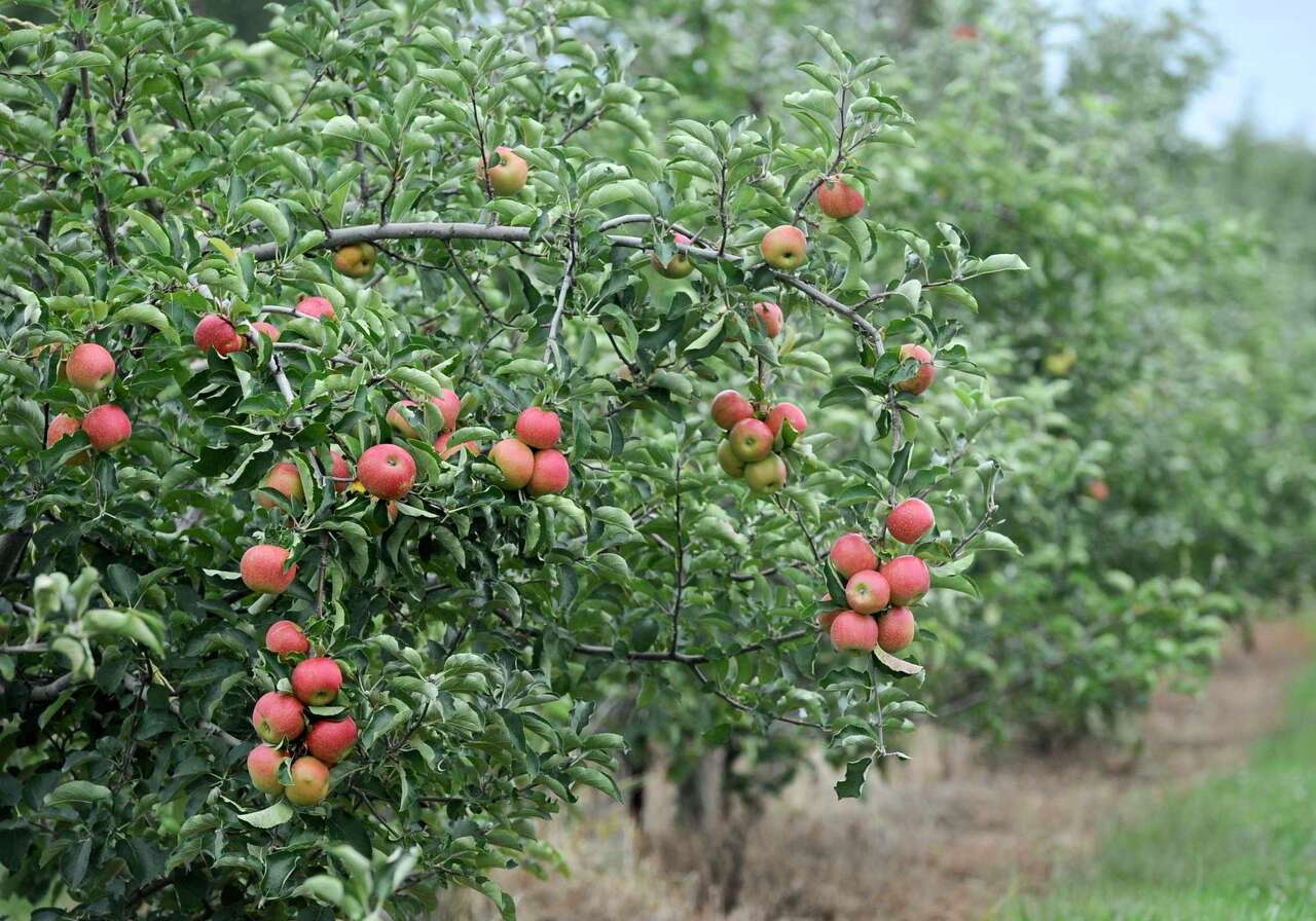 A 2021 guide to Connecticut Apple Picking