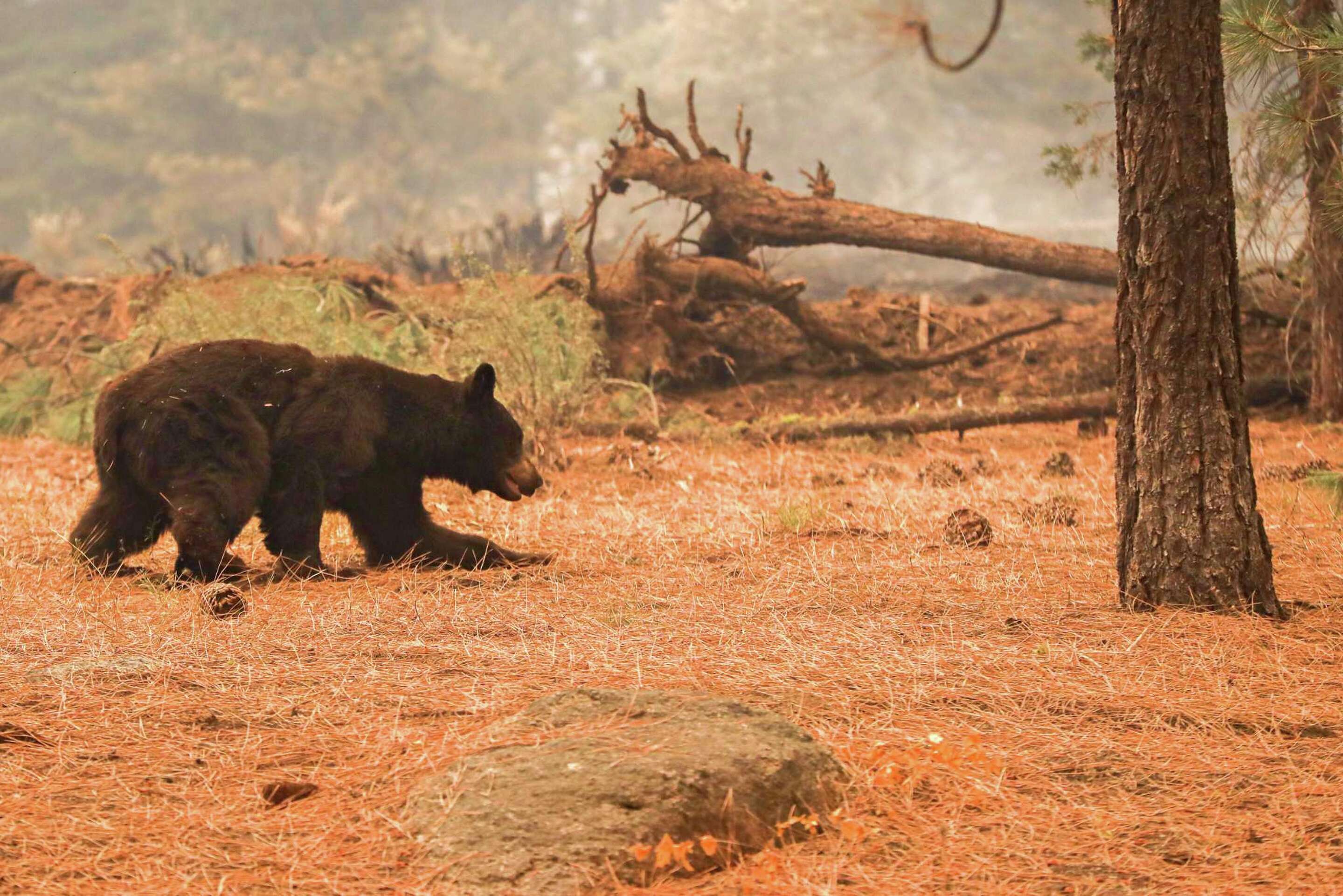 What would you say the most and least dangerous bear species are ...