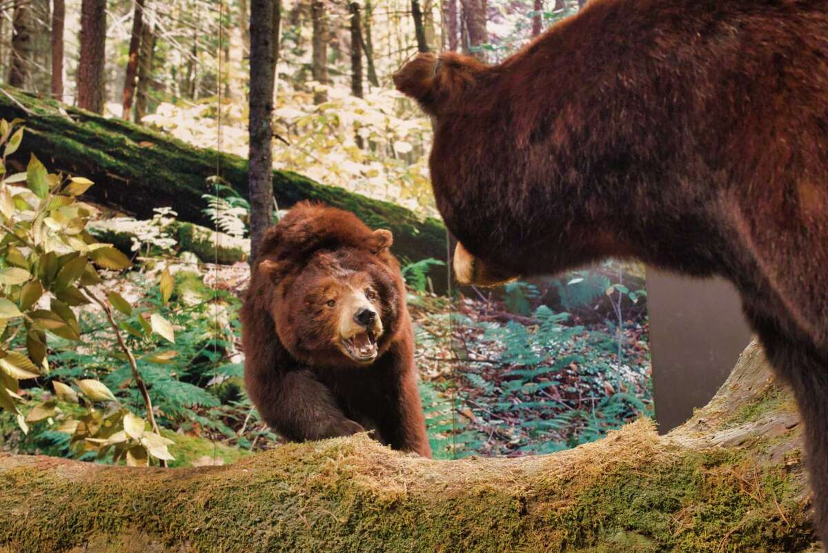 Photos: Inside the New York State Museum