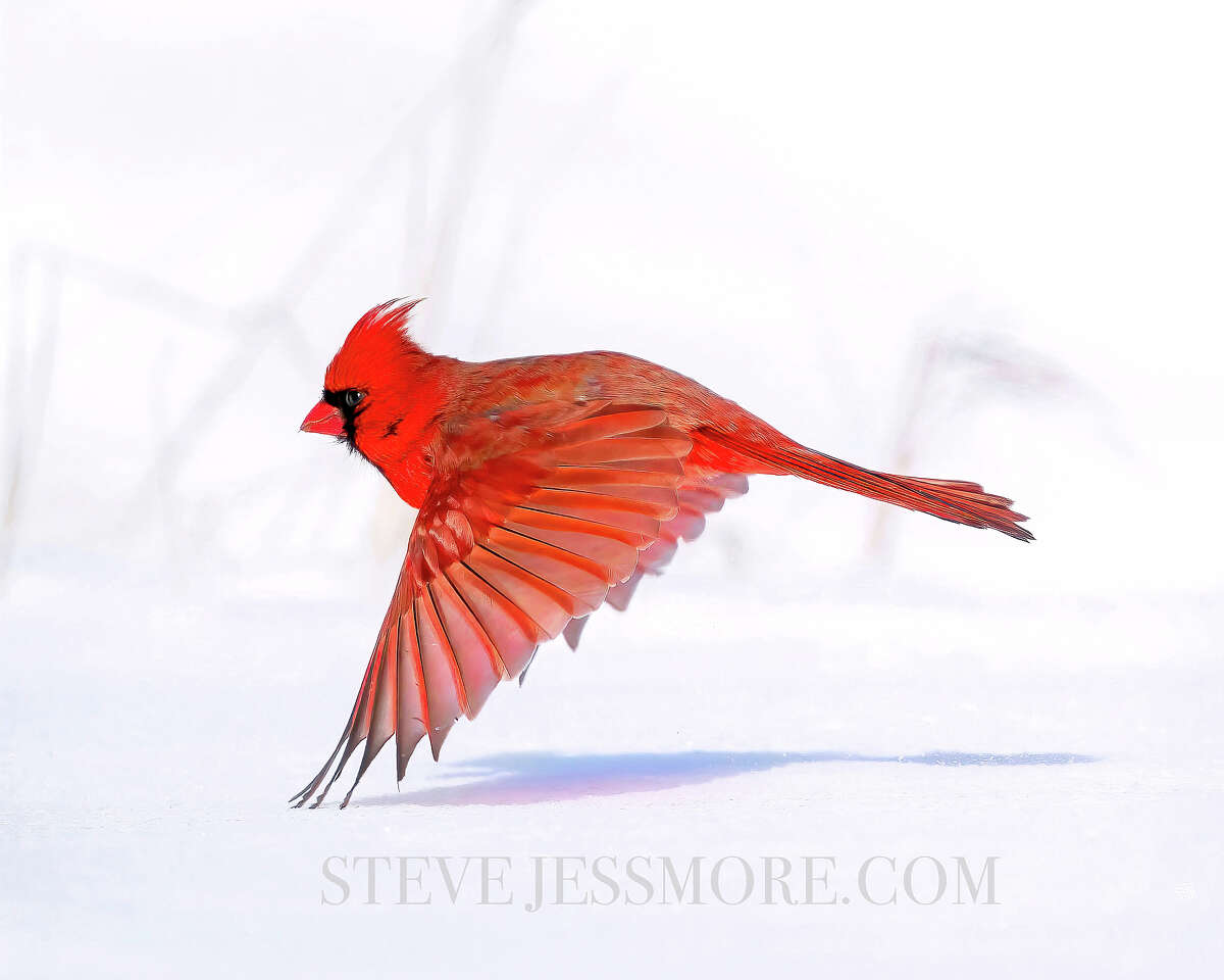 These award-winning photos zoom in on intimate animal moments