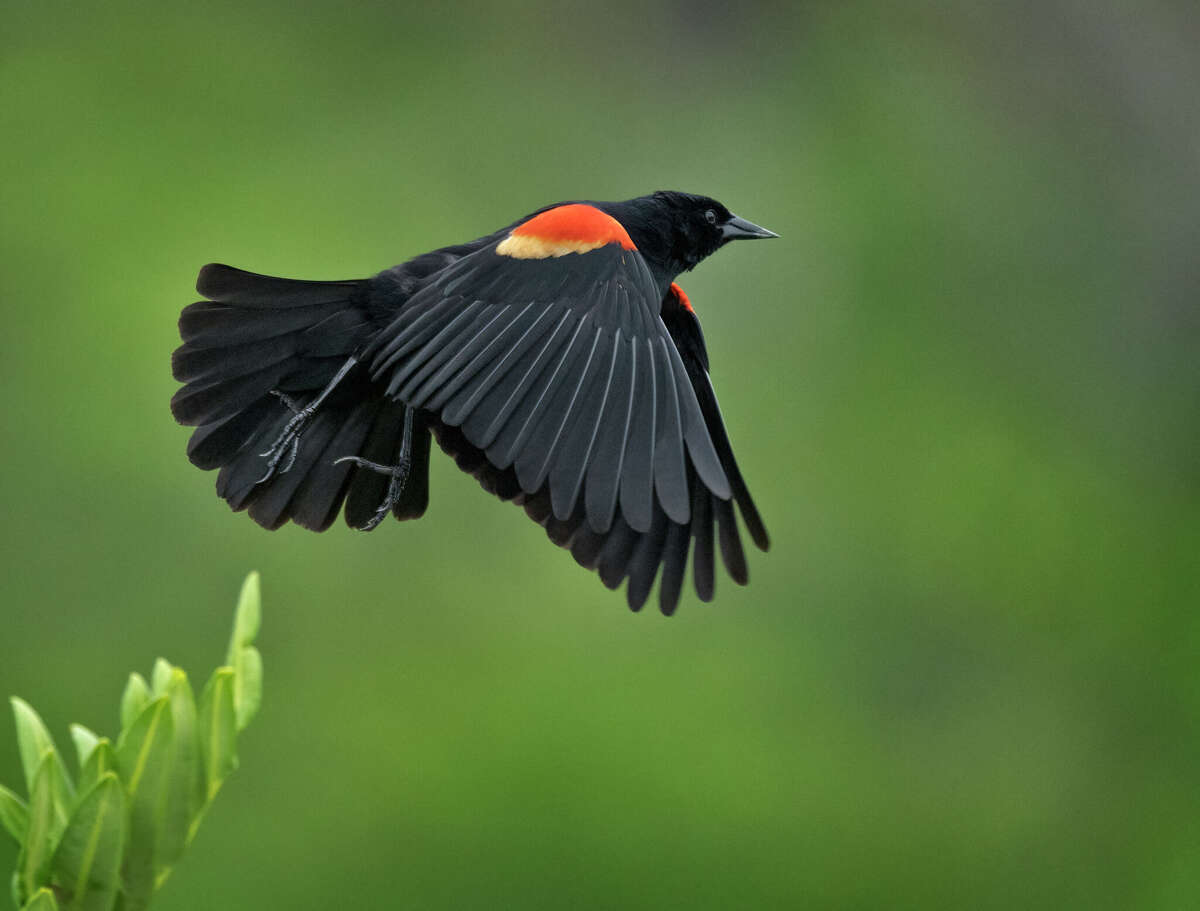 silver headed blackbird