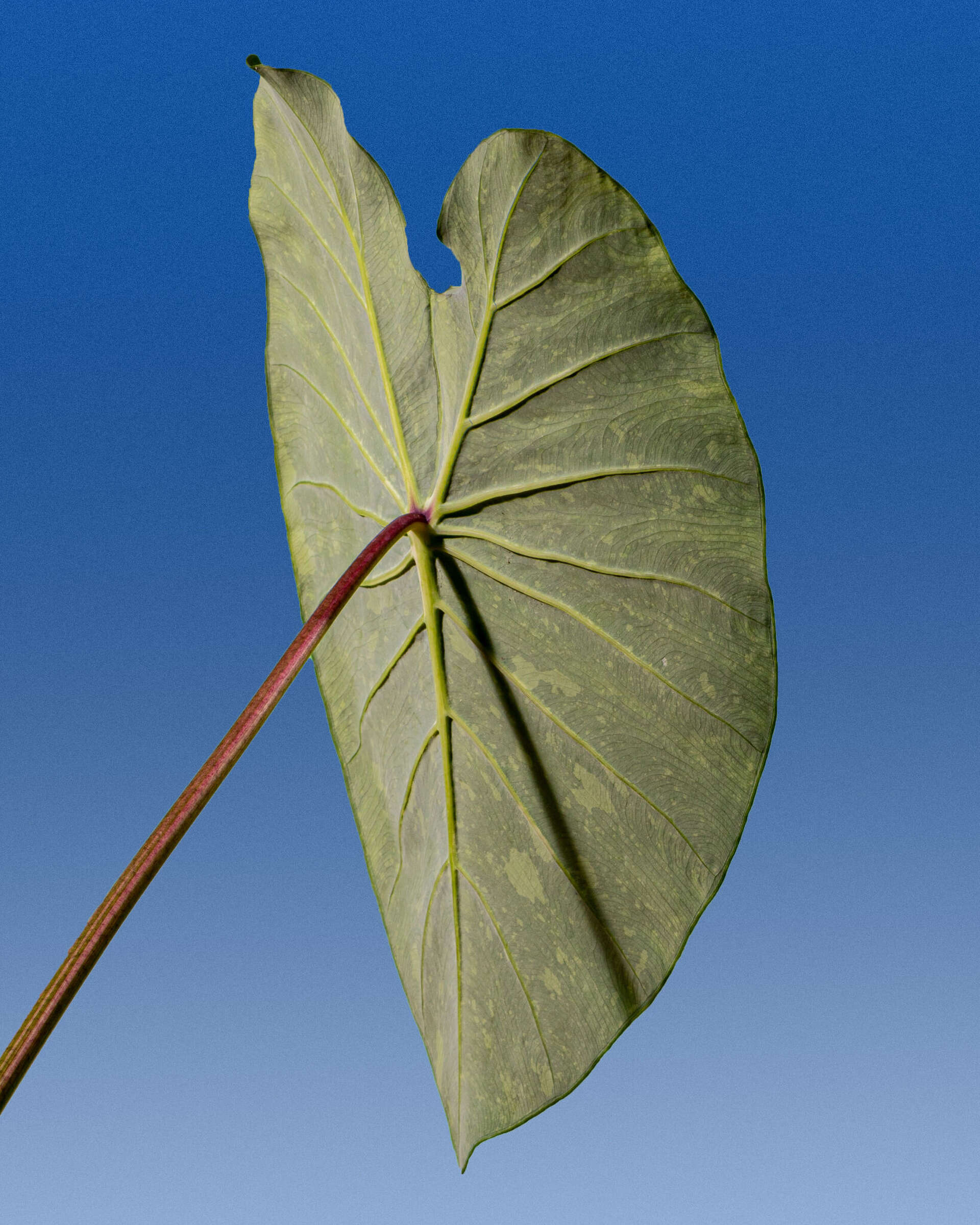 A guide to leaf-wrapped Asian dishes in the Bay Area