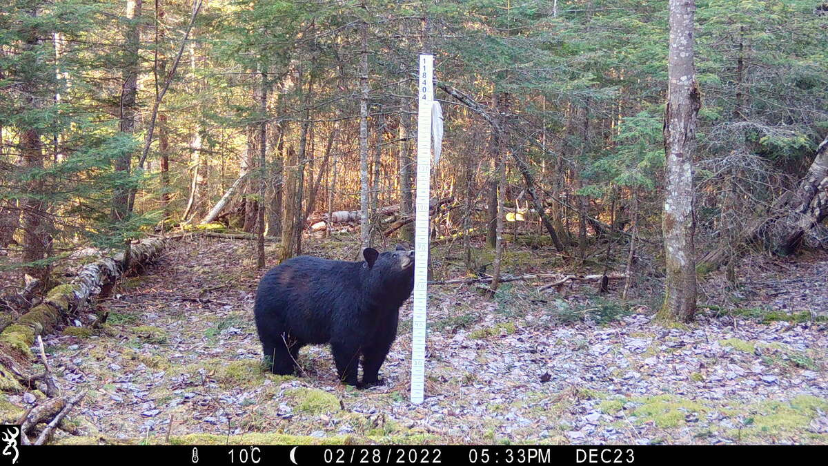 Trail cams get up close and personal with upstate critters