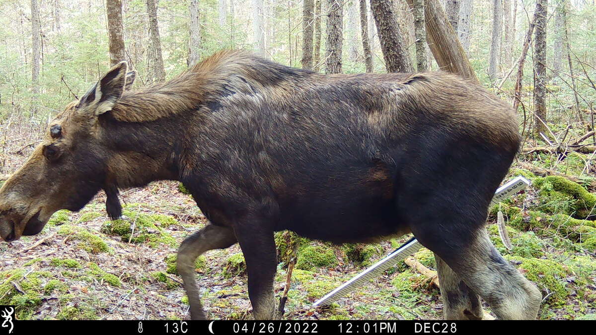 Trail cams get up close and personal with upstate critters