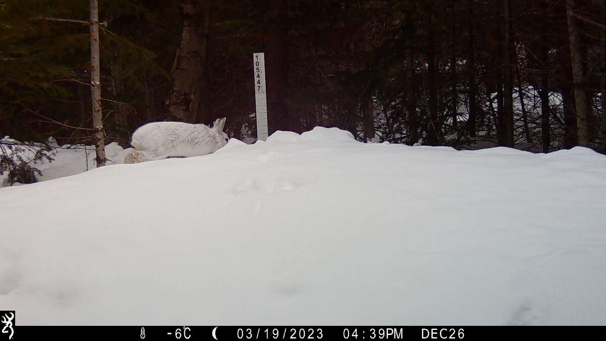 Trail cams get up close and personal with upstate critters