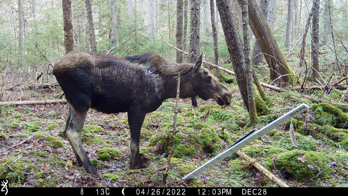 Trail cams get up close and personal with upstate critters