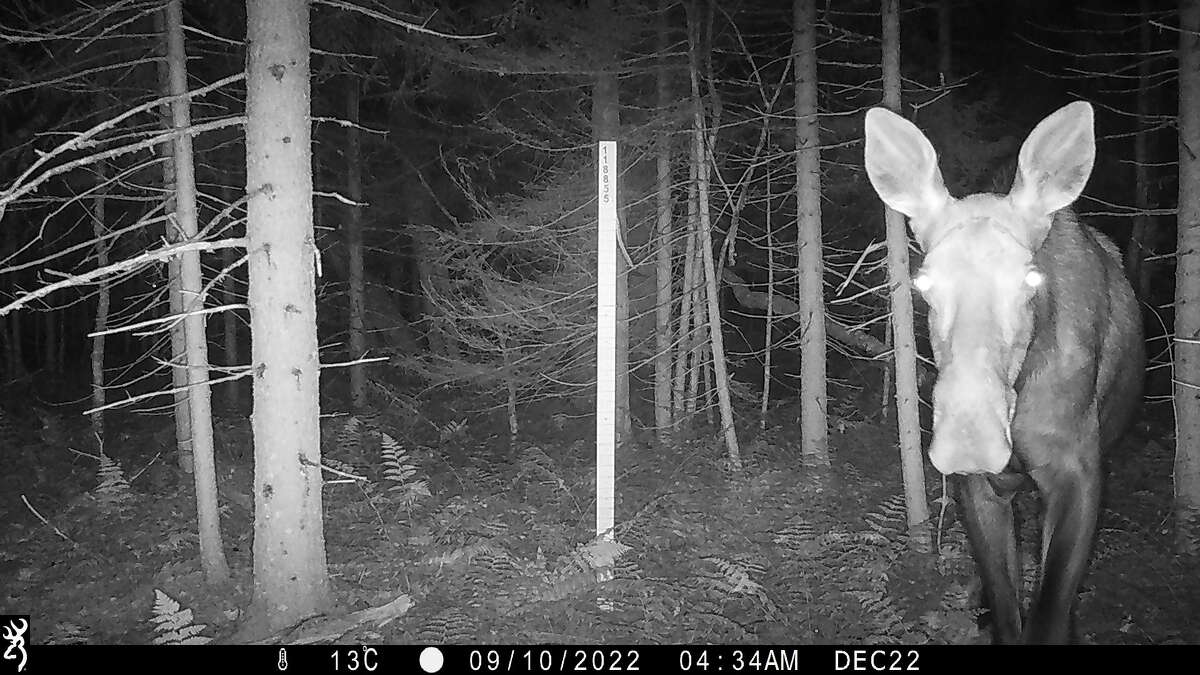 Trail cams get up close and personal with upstate critters