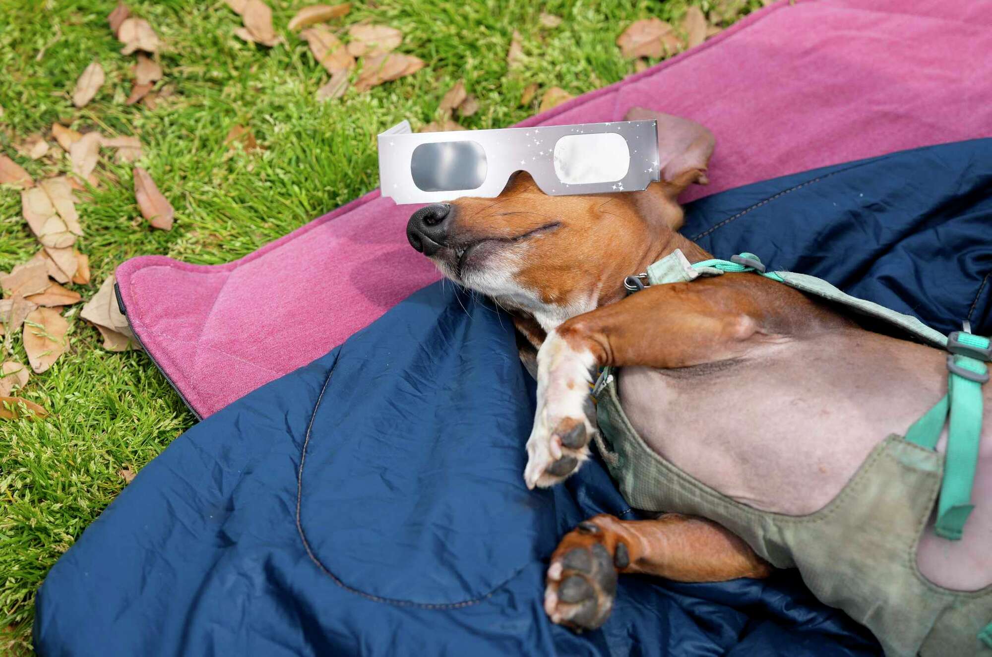 Solar eclipse: Scenes from the 2024 total solar eclipse in Texas