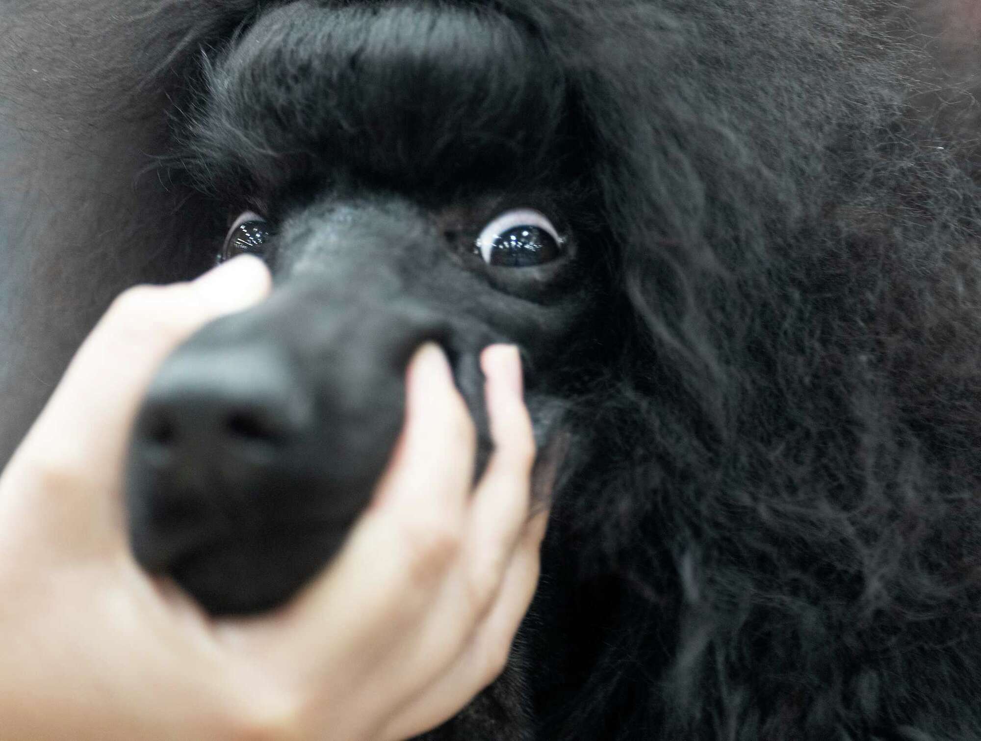 Houston World Series of Dog Shows: See the best photos