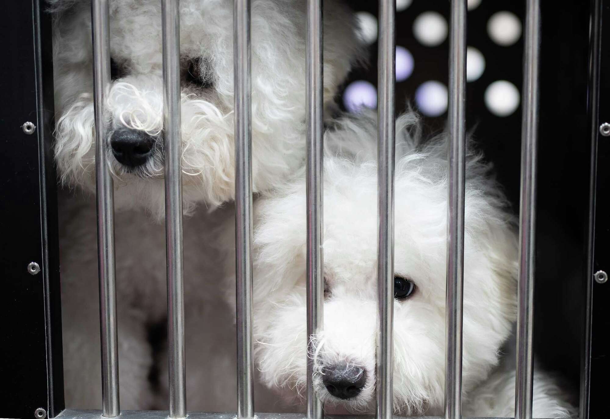 Houston World Series of Dog Shows: See the best photos