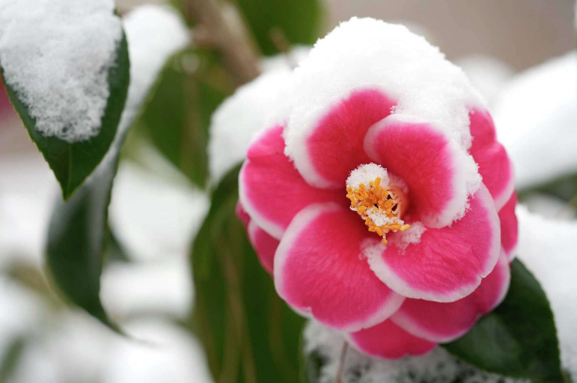 Photos: Historic winter storm blankets Houston in snow and ice