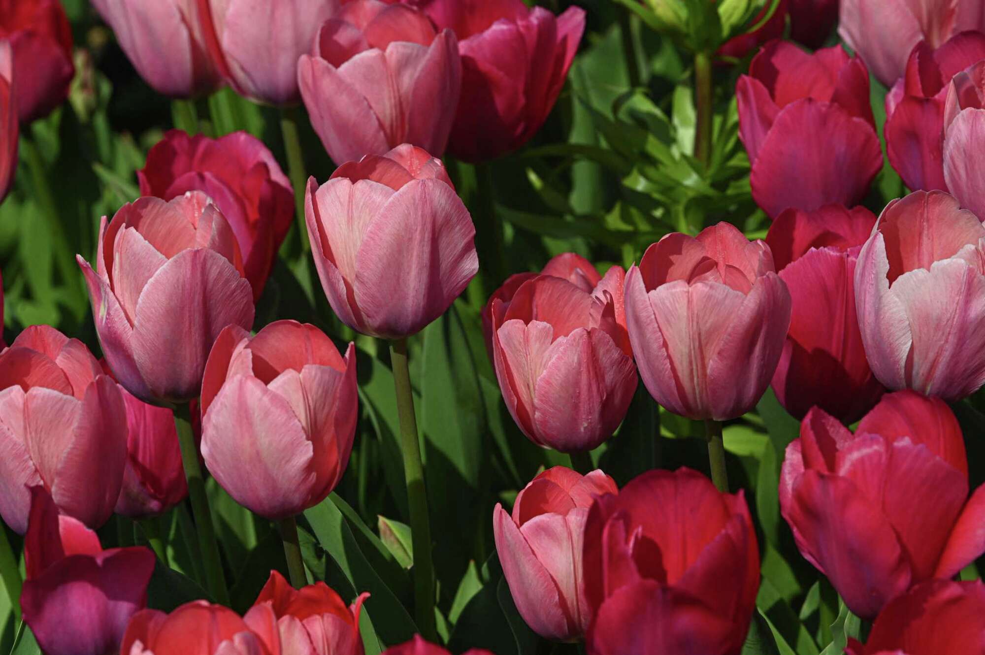 Albany’s Tulip Festival celebrates 77 years