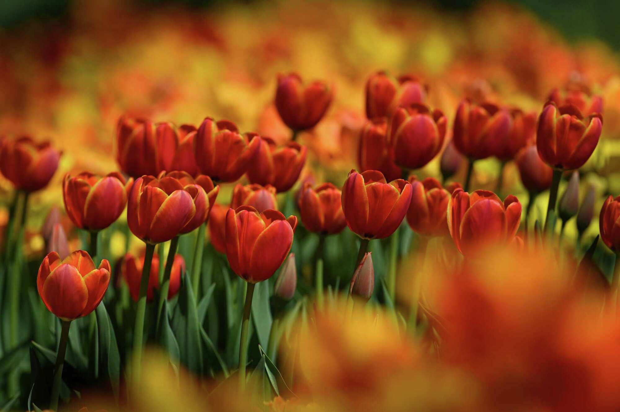 Albany’s Tulip Festival celebrates 77 years