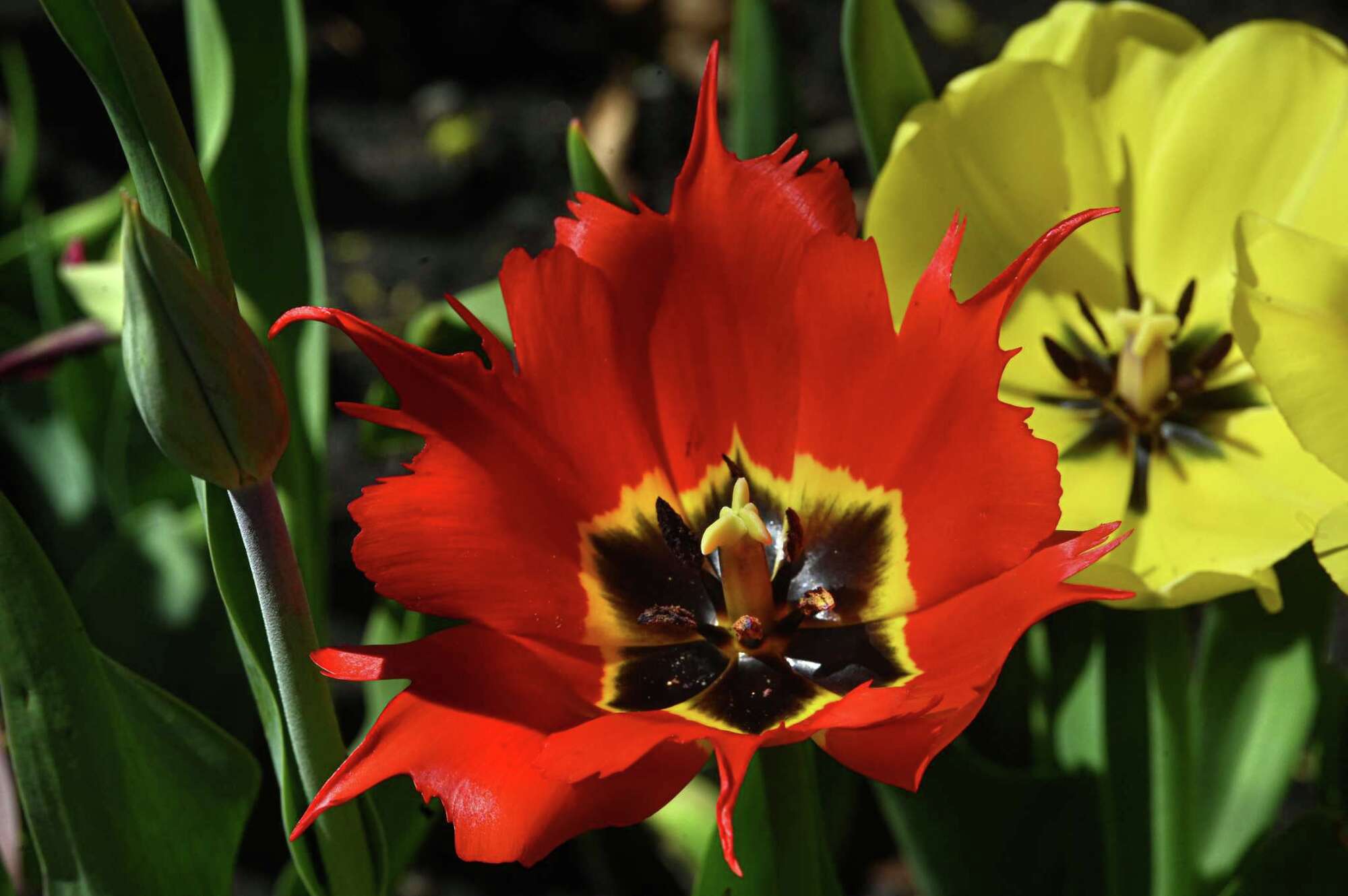 Albany’s Tulip Festival celebrates 77 years