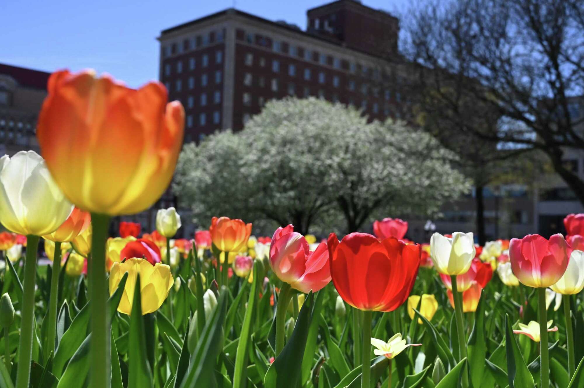Albany’s Tulip Festival celebrates 77 years