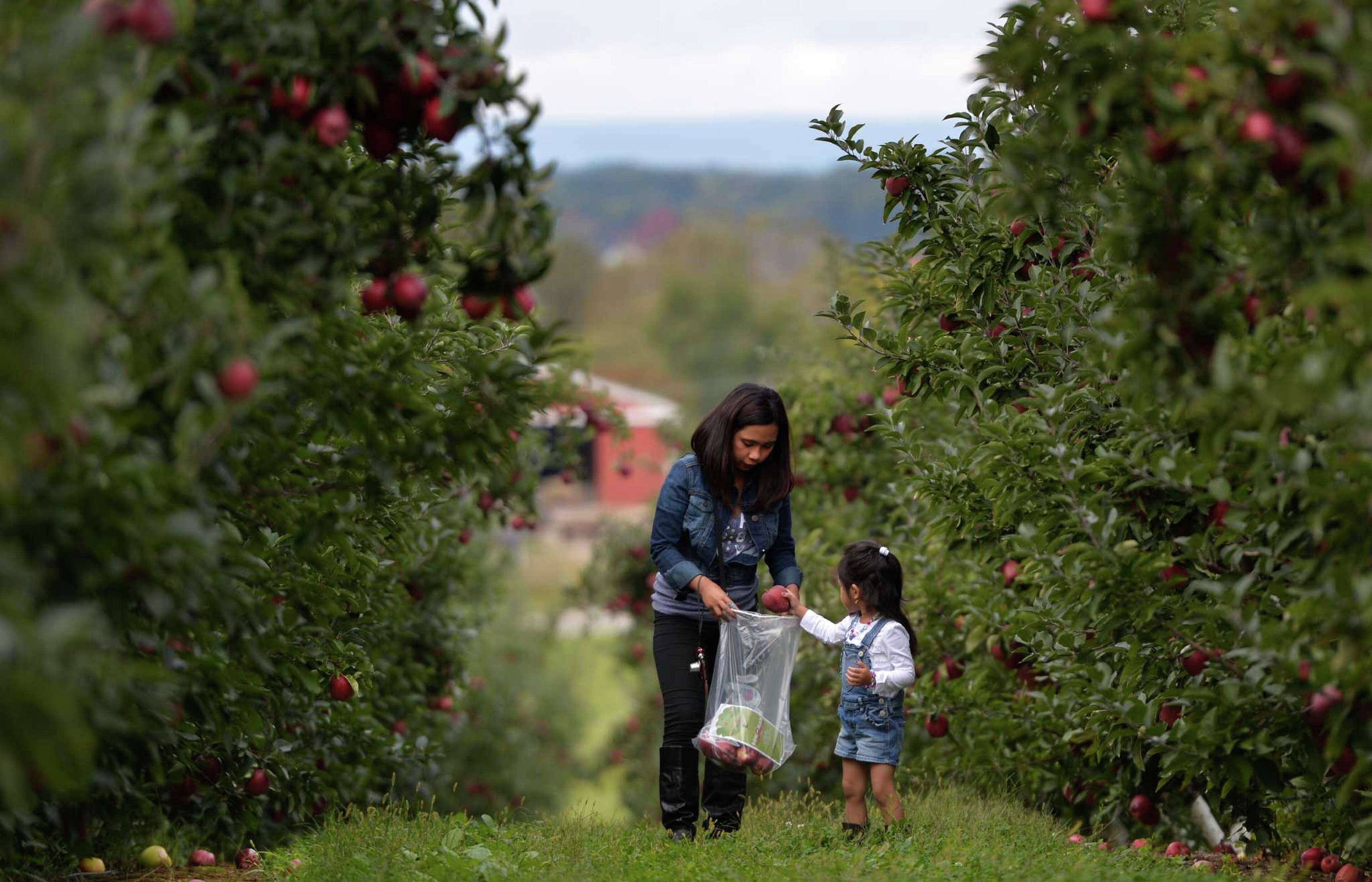 Where to pick apples in upstate New York