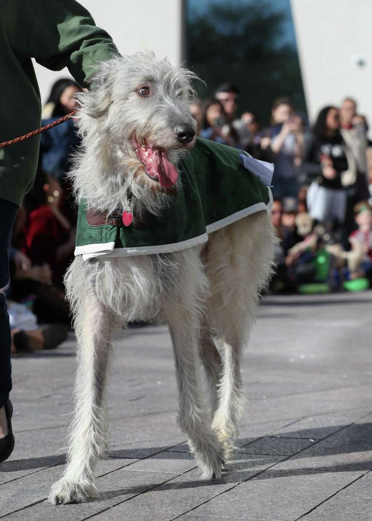 Royal dog paw-rade and costume contest takes over Museum District