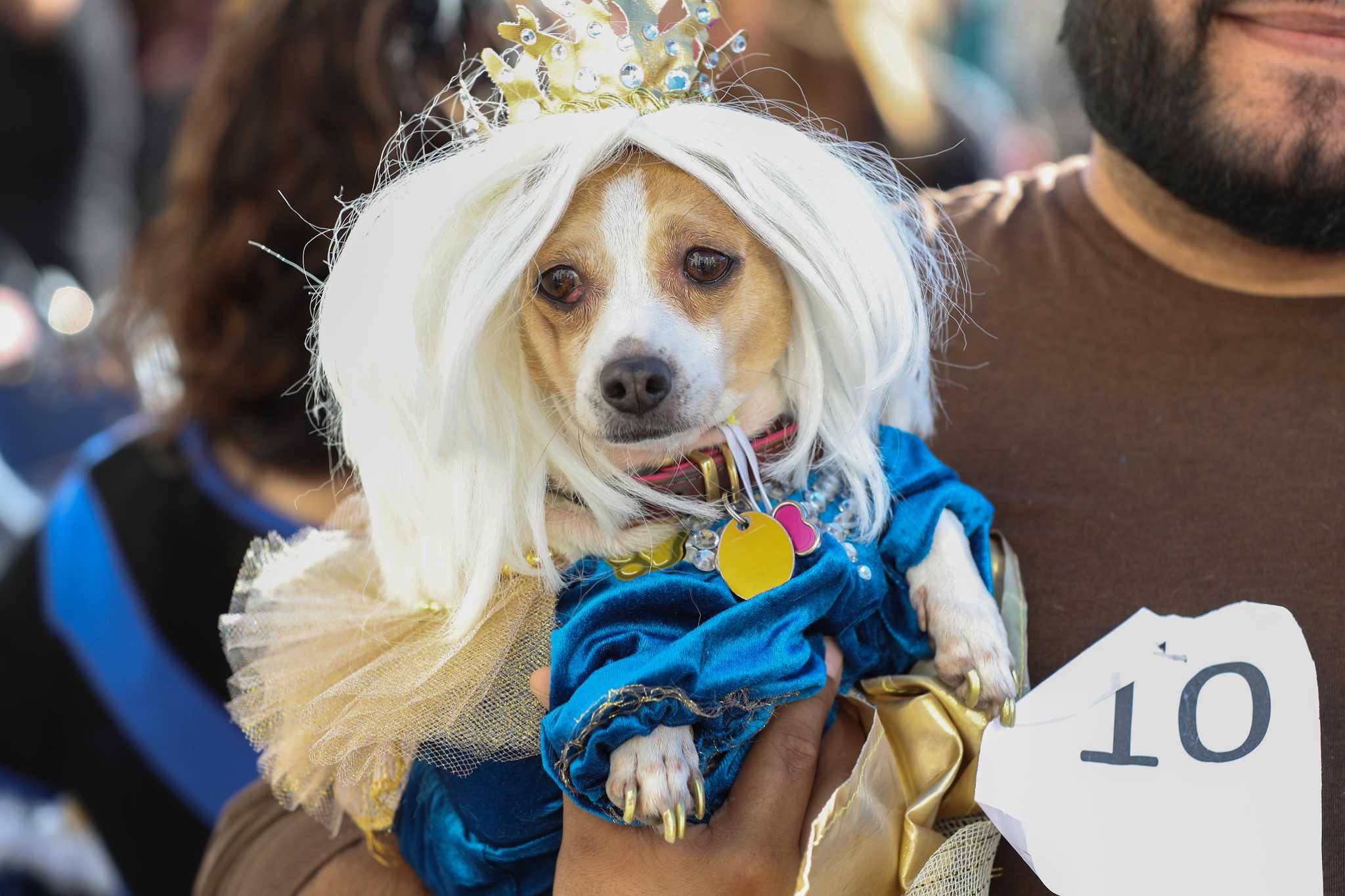 Royal dog paw-rade and costume contest takes over Museum District