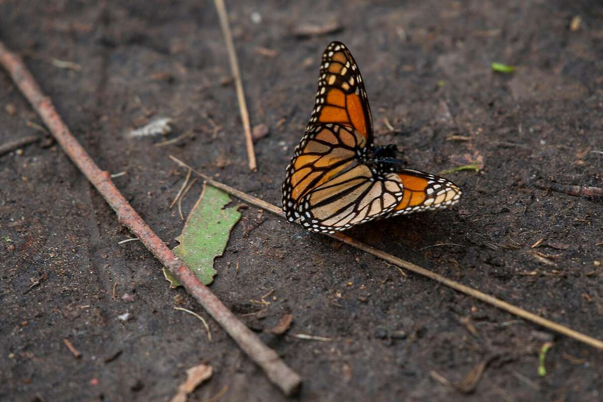 California’s most famous butterfly nearing death spiral