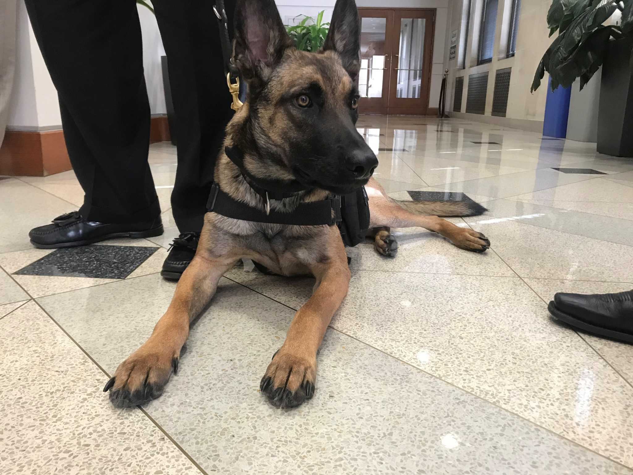 Stray San Antonio dogs to become K-9 aides for veterans under new city ...