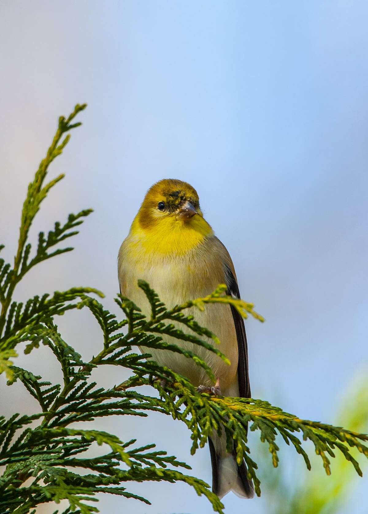 American goldfinches are hungry when they arrive in Houston. Here’s ...