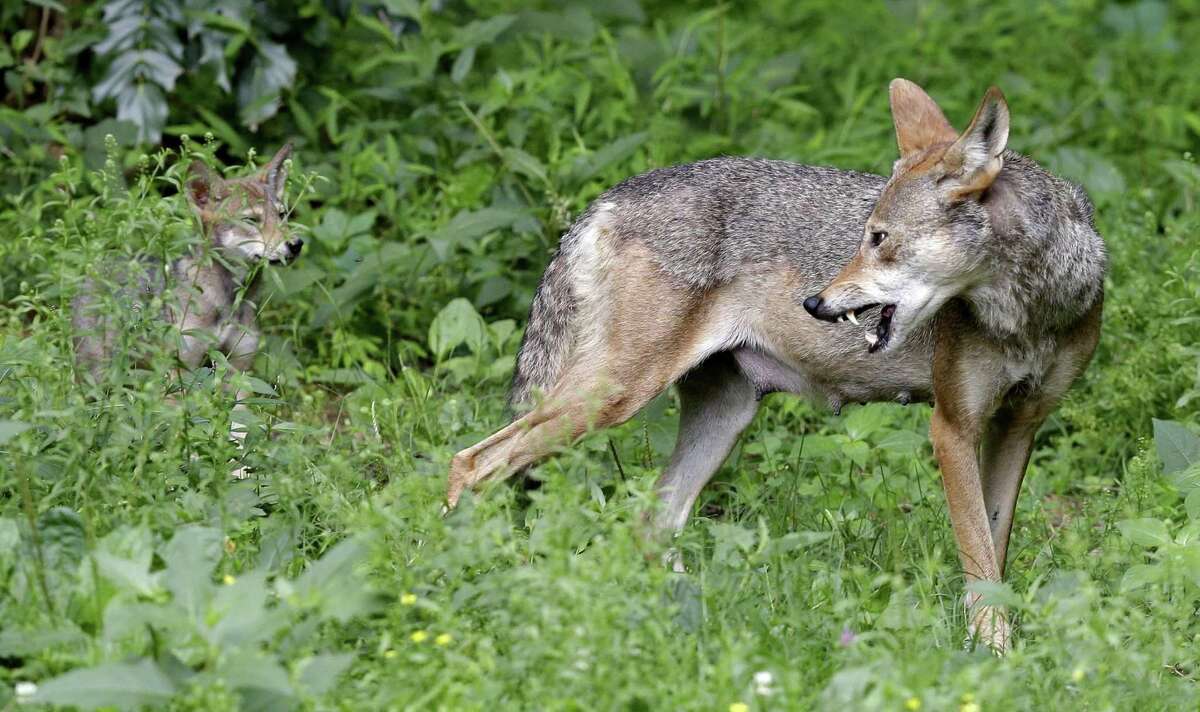 Galveston photographer’s discovery led to breakthrough red wolf study