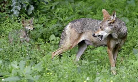 Galveston photographer’s discovery led to breakthrough red wolf study