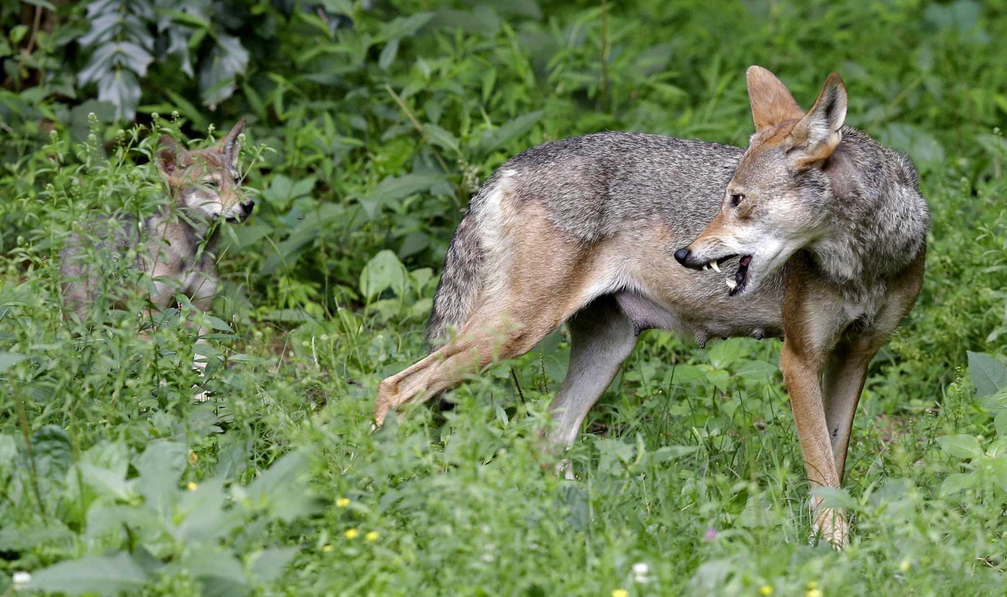Galveston photographer’s discovery led to breakthrough red wolf study