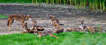 Wild canids carry DNA of “extinct” red wolves - HoustonChronicle.com