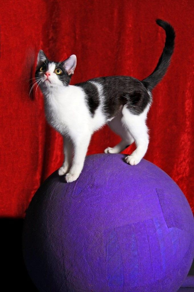 16 things to know about the Amazing Acro-cats, 'fur real'