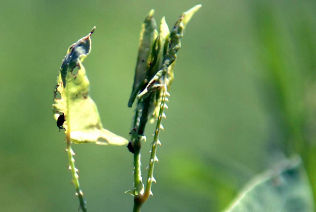 Weevils eating into mile-a-minute vine