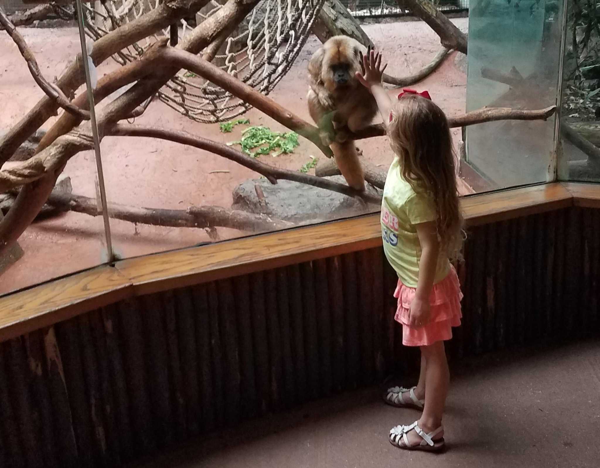 Bridgeport’s Beardsley Zoo: Oldest howler monkey in captivity dies