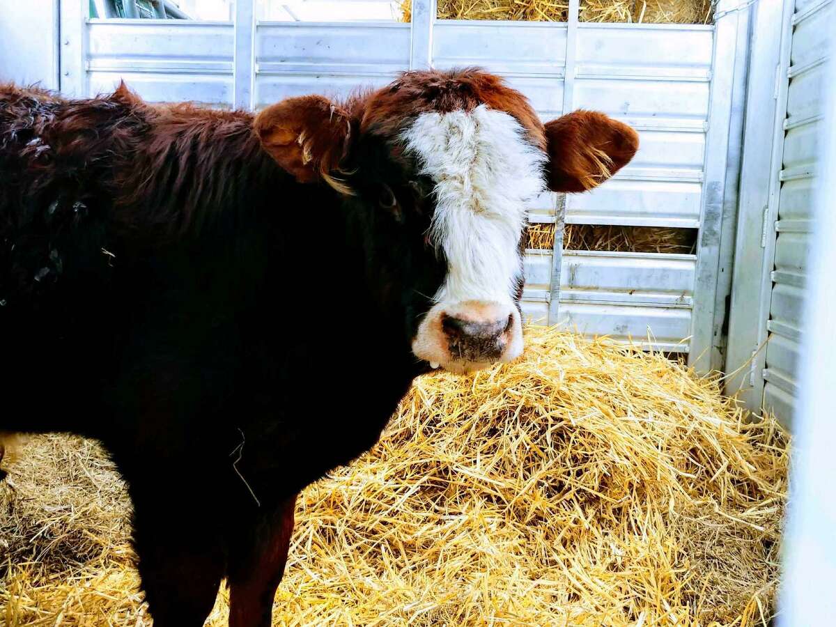 After weeks on the lam, wandering cow rescued in woods