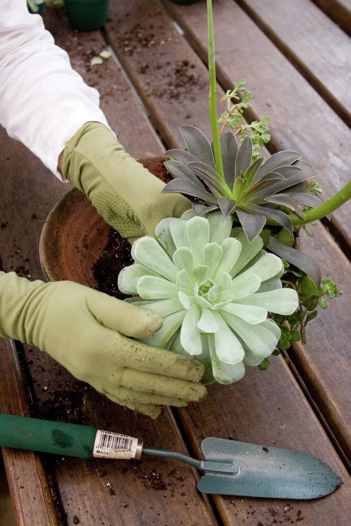 Need an indoor activity? Grow succulents